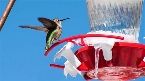 How Can I Insulate My Hummingbird Feeder Hummingbird101