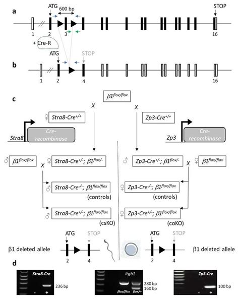 A B Schematic Representation Of The Itgb1 Floxed Allele And Excised Download Scientific