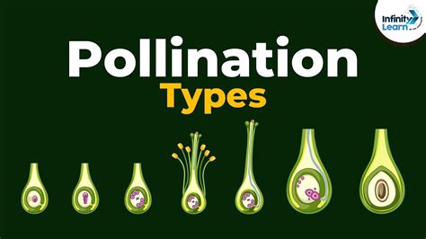 Types Of Pollination Dont Memorise Youtube
