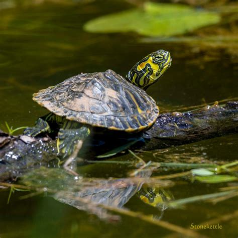 Red Eared Slider Print Etsy