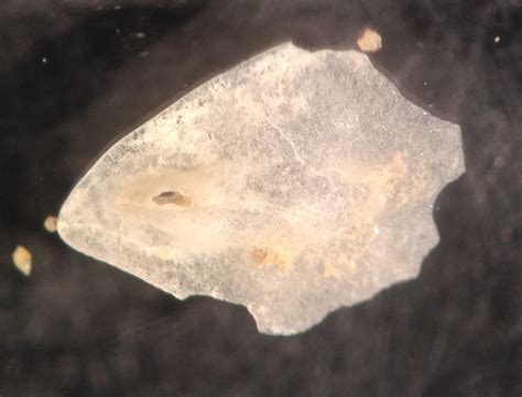 Need Help Iding This Indian Microfossil Fossil Id The Fossil Forum