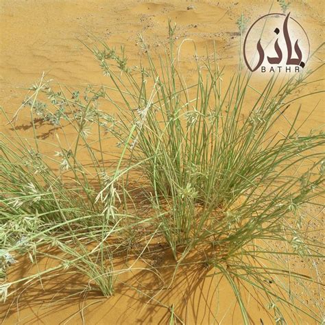 موقع ومتجر باذر الزراعية متجر متخصص ببيع البذور والأدوات الزراعية