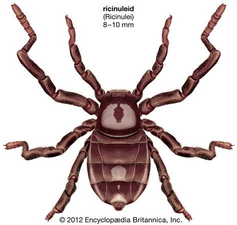 Class Arachnida Diagram