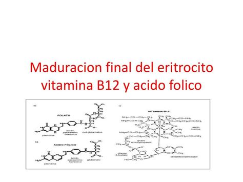 Maduracion Final Del Eritrocito Futuramedica Encolores Udocz