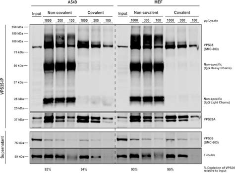 Vps35 Monoclonal Antibody 7e4 Apc Ma5 45936