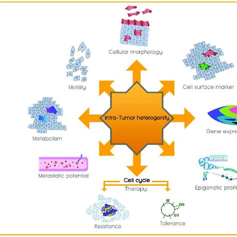 Intra Tumor Heterogeneity A Different Facets Of Intra Tumor