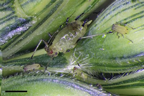 Lygus Bug Prairie Pest Monitoring Network