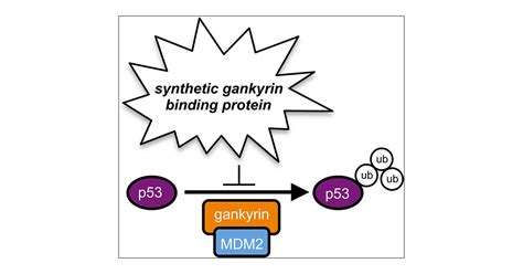 Synthetic Proteins Potently And Selectively Bind The Oncoprotein Gankyrin Modulate Its