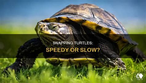 Snapping Turtles Speedy Or Slow PetShun Snapping Turtles Speedy Or Slow PetShun