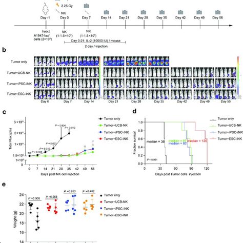 Esc Or Ipsc Derived Ink Cells Eradicate Human Tumor Cells In Xenograft