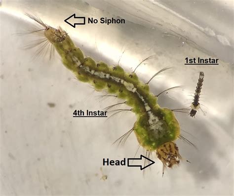 Anopheles Mosquito Eggs