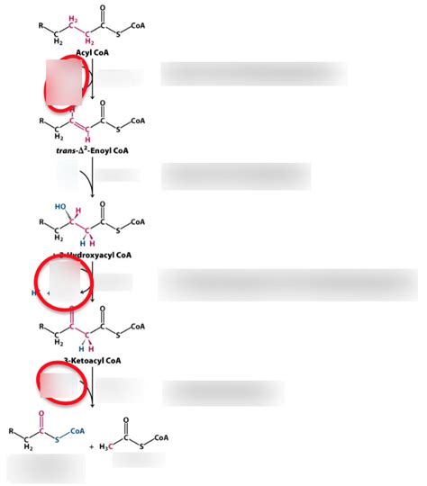 Reaction Sequence For B Oxidation Pathway Diagram Quizlet