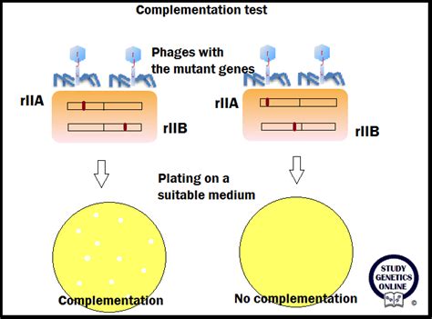 Study Genetics Online Bacteriophage Gene Mapping