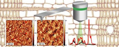 在液体条件下脱木质素次生细胞壁的原子力显微镜成像有助于解释木材超微结构。 Journal Of Structural Biology X Mol