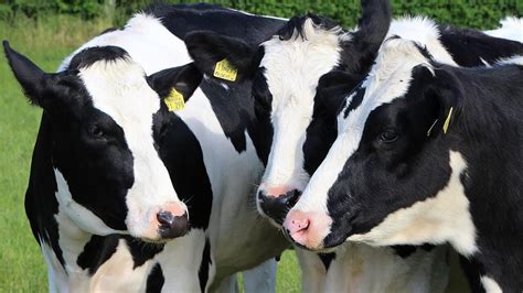 Latest Uk Strategy Review Shows Progress In Dairy Cattle Welfare Uk