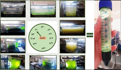 The Growth Of Microalgae In Bg 11 Medium With Continuous Aeration And Download Scientific