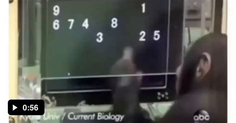 chimpanzees have insane memory 9gag