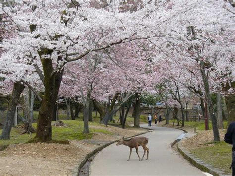 Los Diez Sitios De Descubriendo Japón Para Ver El Sakura