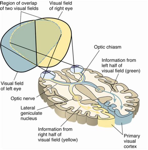 Primary Visual Pathway Flashcards Quizlet