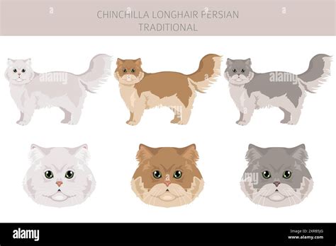 Chinchilla Persian Longhair Traditional Cat Clipart All Coat Colors Set All Cat Breeds