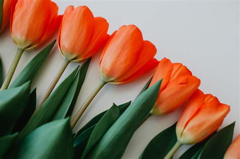 텍스트 공간이있는 흰색 배경에 아름다운 빨간색 튤립 상단 보기 플랫 레이 어머니의 날 발렌타인 데이 계절에 대한 스톡 사진 및 기타 이미지 Istock