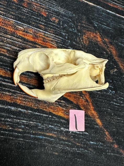 Real Xxl Nutria Skull Gothic Unique Christmas T Halloween Cabin Man