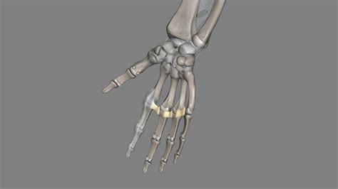 Premium Photo The Deep Transverse Metacarpal Ligament Connects The Palmar Surfaces Of