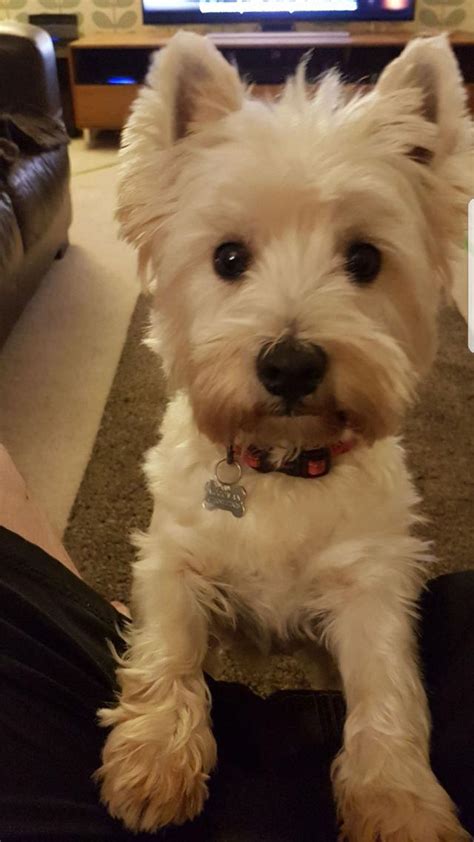 怕狗狗嫉妒妹妹，爸爸親手給狗狗打造一個新家！ 每日頭條