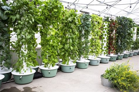 Hydroponic Vertical Gardening Hydroponic Aquaponics Hydroponics