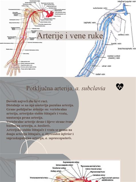 Arterije I Vene Ruke Pdf