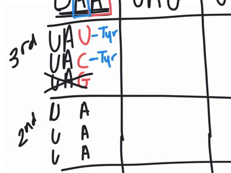 SOLVED How Many Codons Can Mutate To Become Nonsense Codons Through Numerade