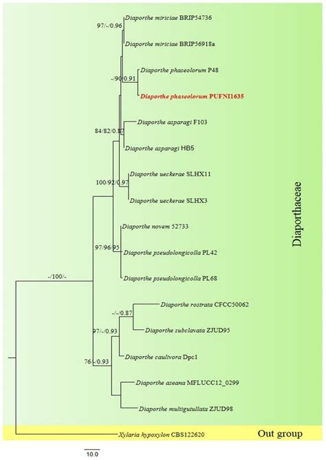 Phylogram Generated From The Best Scoring Of The Mp Tree Based On Its Download Scientific