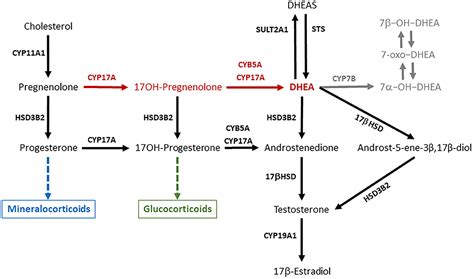 Dhea Pathway