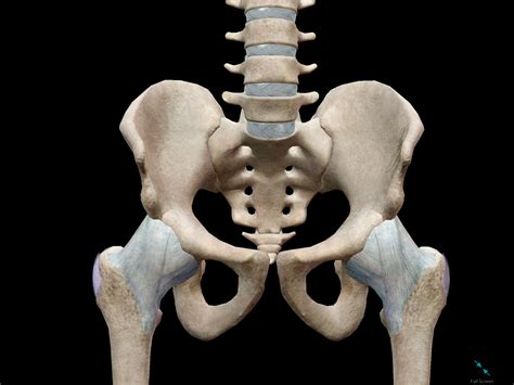 Pelvic Girdle Joints At Jenenge Blog