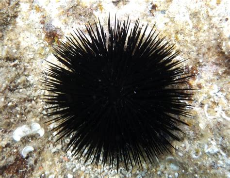 Fergus Henderson Chef On Sea Urchins Well There Are Two Reasons
