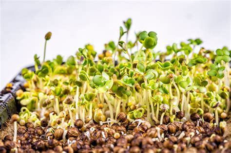 무 또는 겨자 마이크로 그린의 클로즈업 성장하는 마이크로 그린 새싹은 보기를 닫습니다 집에서 씨앗의 발아 비건 및 건강한 식습관 발아 씨앗 마이크로 그린 건강관리와 의술에