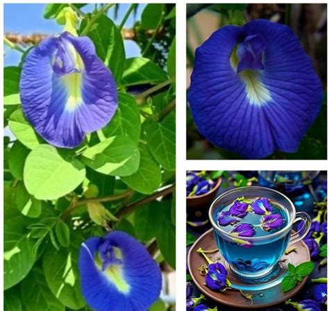 12 Seeds Butterfly Pea Clitoria Ternatea Asian Pigeonwings