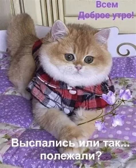 С Добрым утром — красивые картинки с котиками и котятами 90 штук