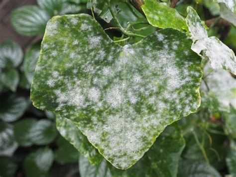 How To Get Rid Of Powdery Mildew On Plants Platt Hill