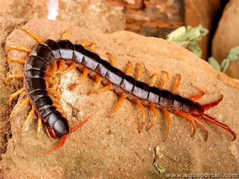 Chilopoda Classe Les Chilopodes