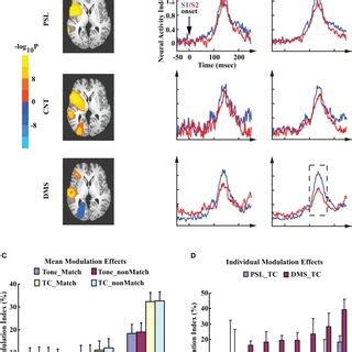 Task Specific Modulation Of The Left Auditory Cortex A Probability Download Scientific