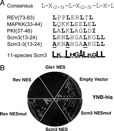 Scm3p Contains A Functional Nes A The Nes Consensus Sequence 15