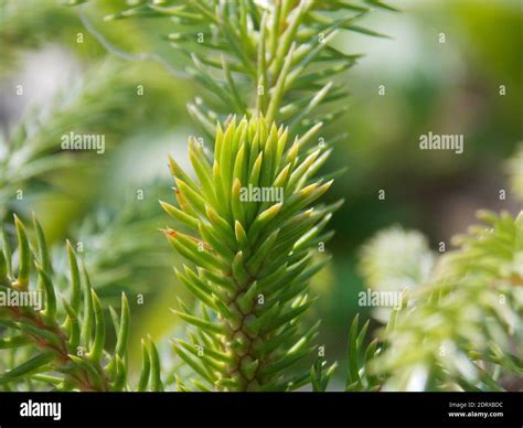 Types Of Needle Leaves At Ellie Ridley Blog