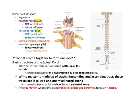 SOLUTION SPINAL CORD ANATOMY SPINAL CORD ANATOMY SPINAL CORD ANATOMY SPINAL CORD ANATOMY SPINAL