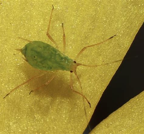 Macrosiphum Euphorbiae Macrosiphum Euphorbiae Bugguide Net