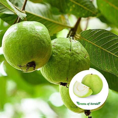 11 Varieties Of Guava Plants You Should Grow At Home Greens Of Kerala