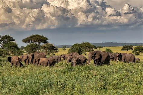 Tarangire Elephant Herd Tanzania Africa Robswildlife