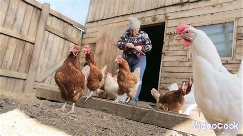Куриное царство государство 🐓🐔🐔🐔💖 Youtube