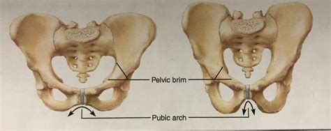 Lecture 2 Ch 8 Appendicular Skeleton Study Guide Diagram Quizlet