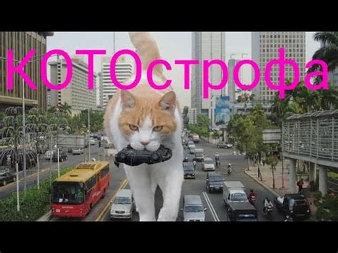 Коты разрушители . Смешные коты. Приколы 2021. Тик ток. Инстаграм. Я ...
